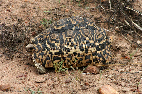 Leopard tortoise | Project Noah