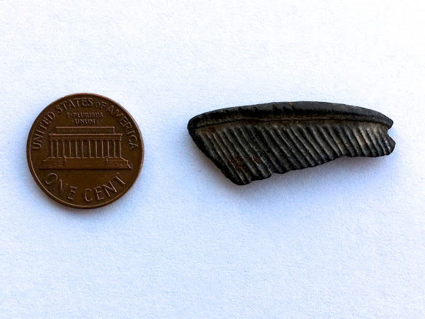 Fossil Ray crushing tooth plate | Project Noah