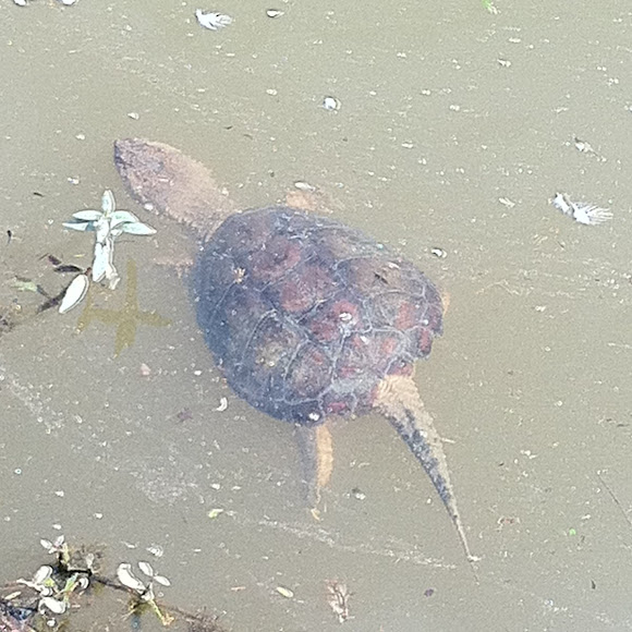 Common snapping turtle | Project Noah