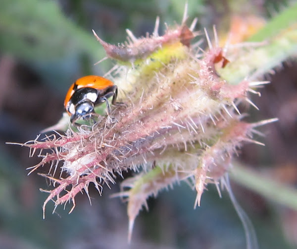 California Ladybug | Project Noah