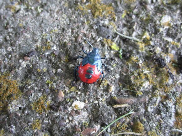 Florida Predatory Stink Bug nymph | Project Noah