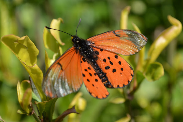 Garden Acraea | Project Noah