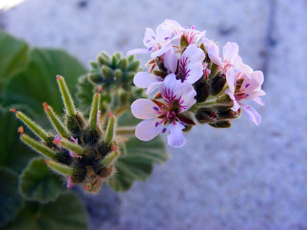 Native Geranium | Project Noah
