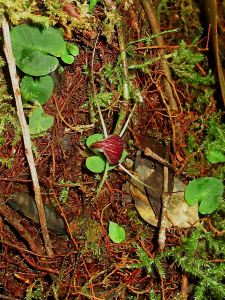 Helmet Orchid | Project Noah
