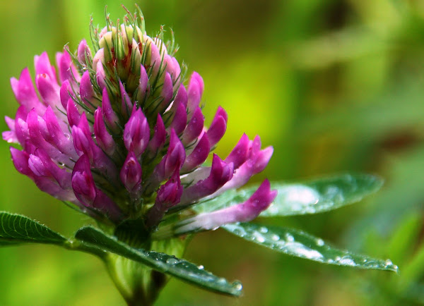 Red clover | Project Noah