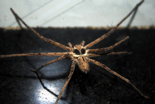 Brown Huntsman spider or Laya | Project Noah