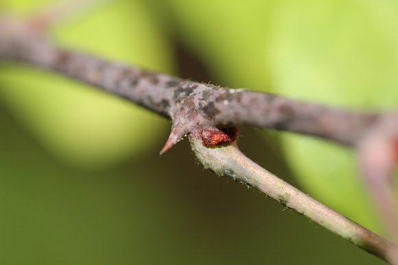 Northern Prickly Ash | Project Noah