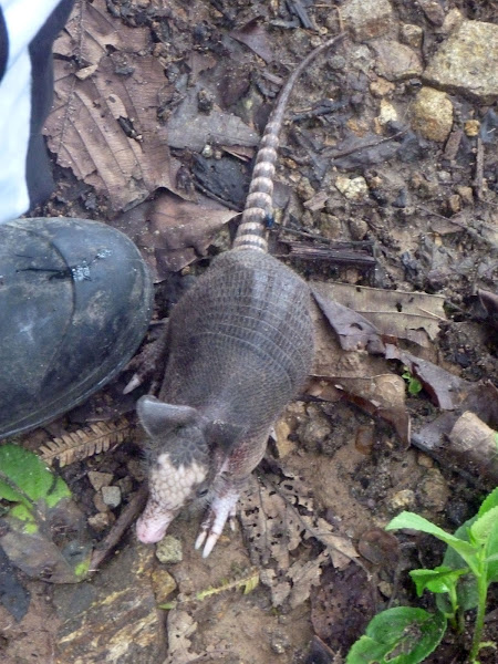 Nine-banded armadillo baby | Project Noah