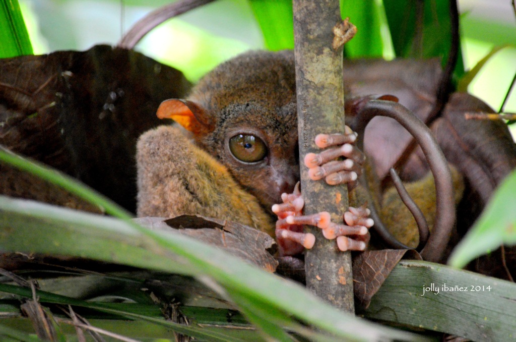 Philippine Tarsier | Project Noah