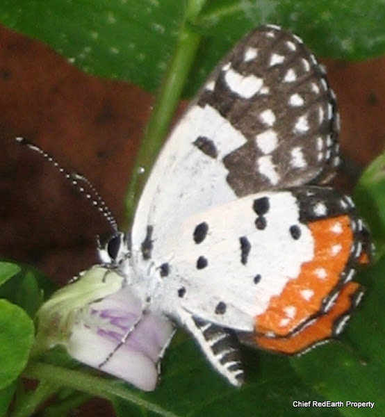 Red Pierrot | Project Noah