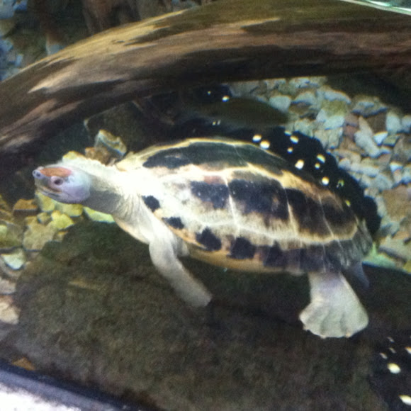 Painted terrapin | Project Noah