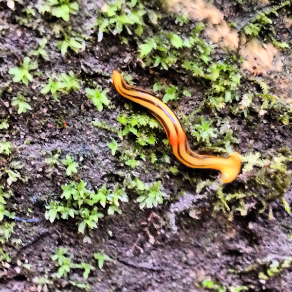 Hammerhead slug/ terrestrial flatworm | Project Noah