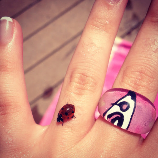 Seven-spotted Lady Beetle | Project Noah