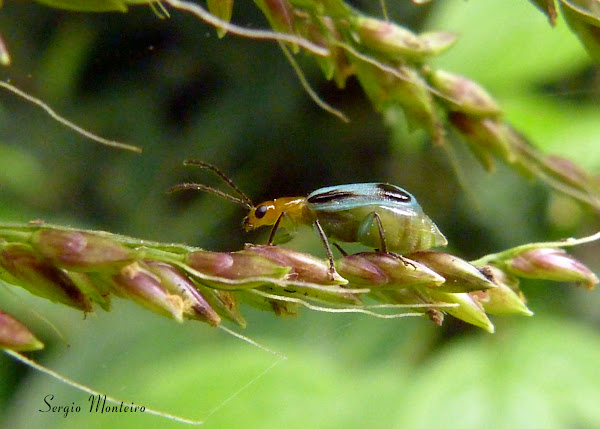 Flea beetle | Project Noah