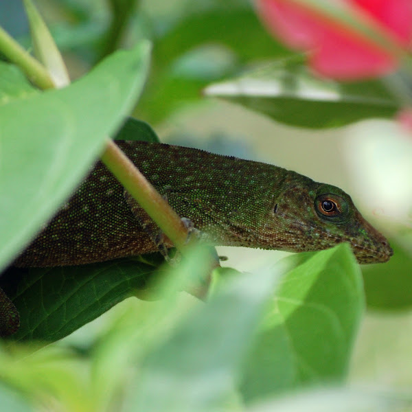 Green tree Anole | Project Noah
