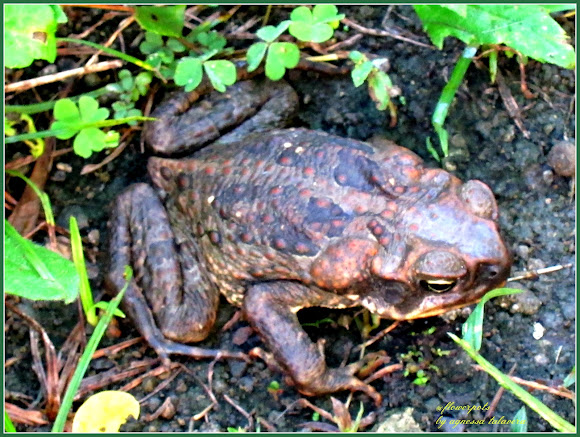 Cane Toad (Juvenile) | Project Noah