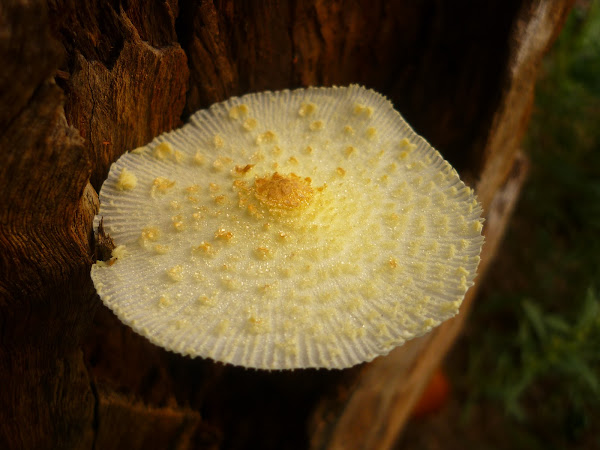 flowerpot parasol / plantpot dapperling | Project Noah