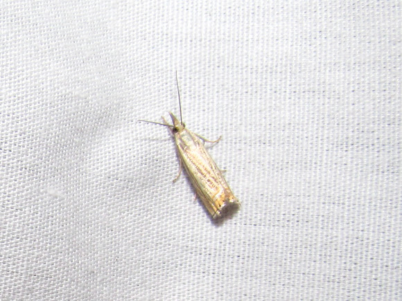 Cranberry Girdler | Project Noah