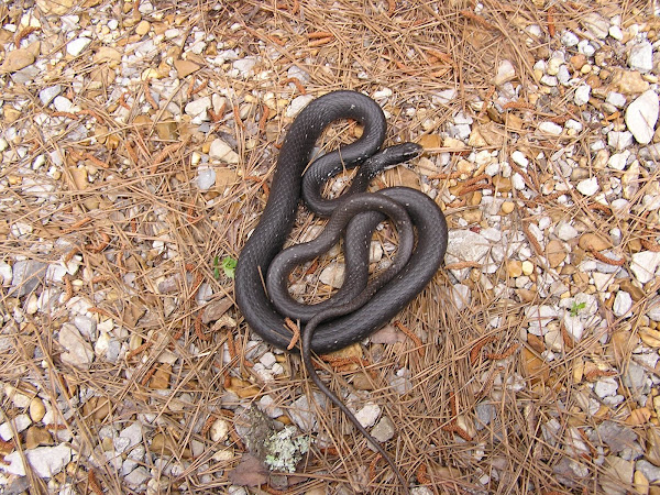 Buttermilk Racer | Project Noah