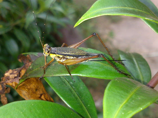 Common Bush Cricket (♀) | Project Noah