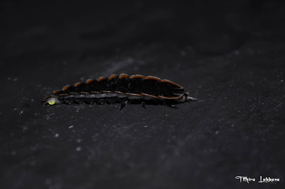 Firefly larvae | Project Noah