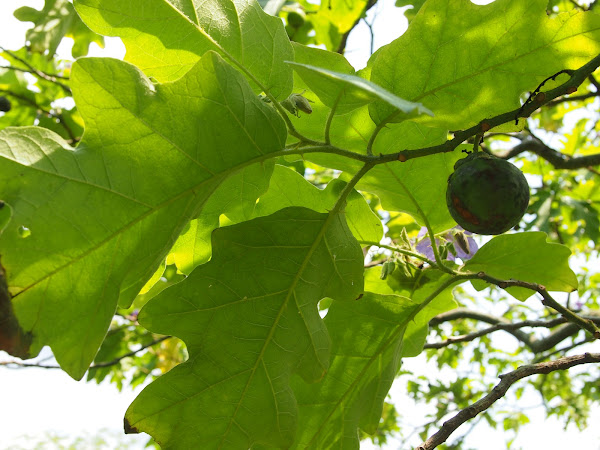 Potato tree / Brazilian potato tree | Project Noah