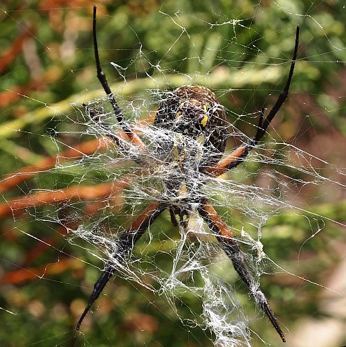 Writing Spider | Project Noah