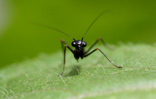 Ant mimic mantis nymph | Project Noah