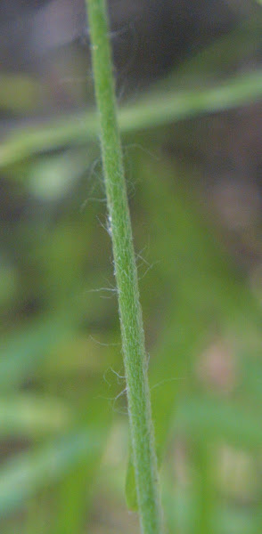 Large-bract Plantain | Project Noah