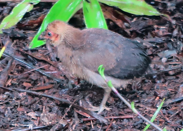 Australian Brush Turkey (chicks) | Project Noah
