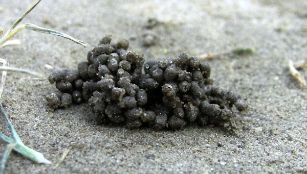 Earthworm faeces | Project Noah