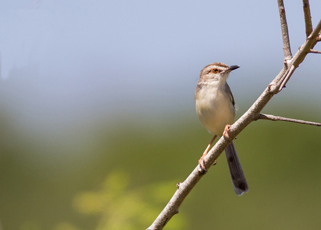 Plain Prinia | Project Noah