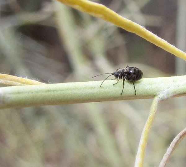 Gall wasp (female) | Project Noah