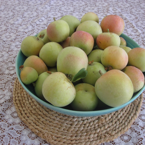 Los Angeles (North Western) Fruit Trees | Project Noah