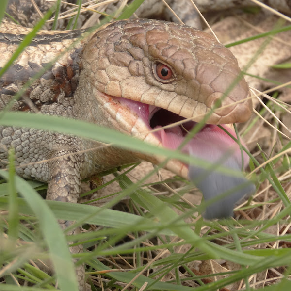 Blotched blue-tongued lizard | Project Noah