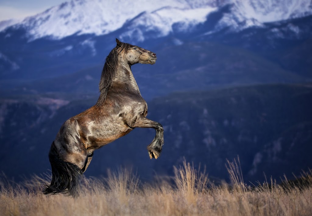 Photo Contest: Hooved Animals | Pixoto