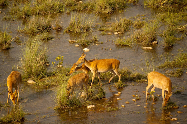 Swamp Deer | Project Noah
