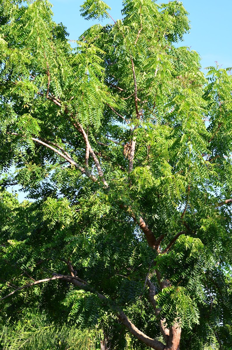 Neen tree | Project Noah