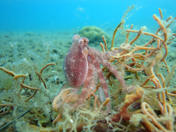 Mototi Blue Ring Octopus | Project Noah