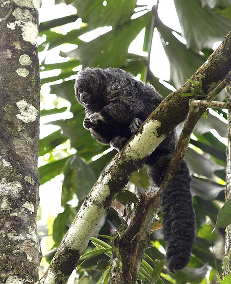 Saki cabelludo (Monk saki) | Project Noah