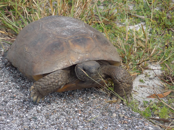 Gopher Tortoise | Project Noah