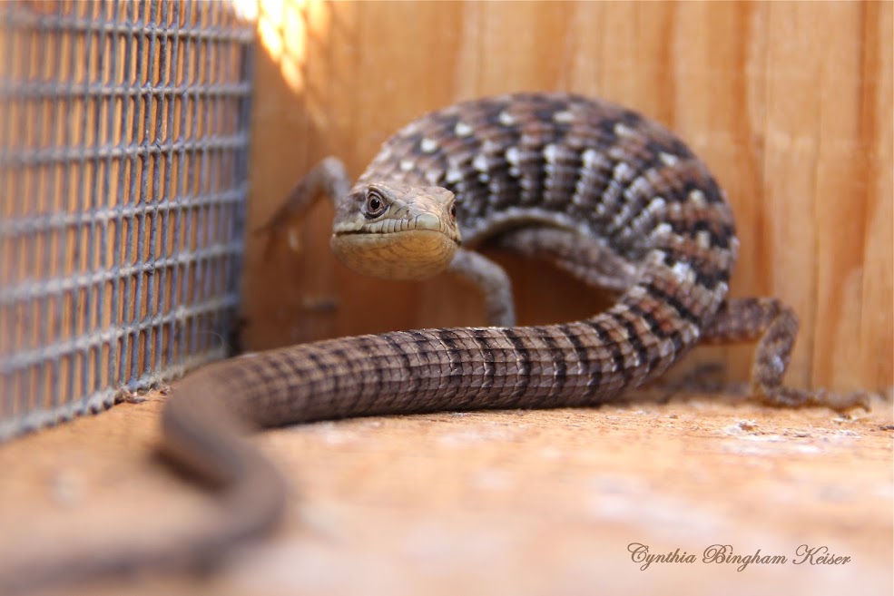 San Diego Alligator Lizard | Project Noah