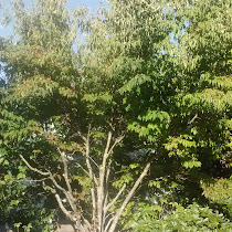 Edmonds Alive | Project Noah