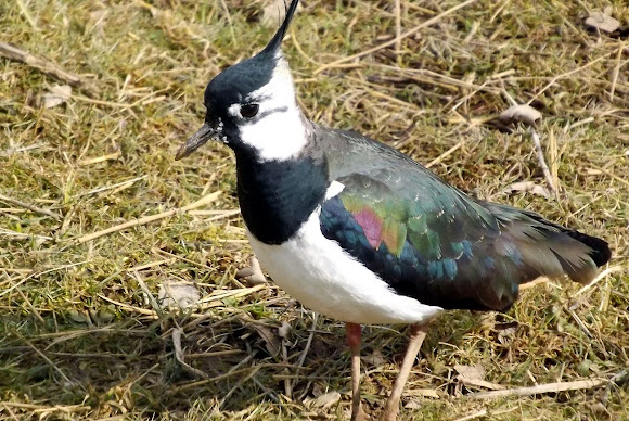 Lapwing | Project Noah