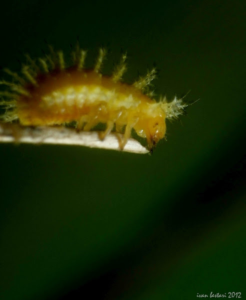 ladybug nymph? | Project Noah