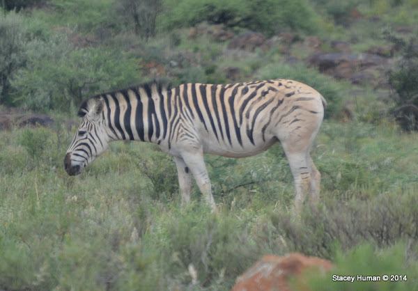 Quagga/ Light-rumped plains zebra | Project Noah