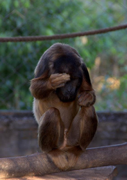 Bugio | Project Noah