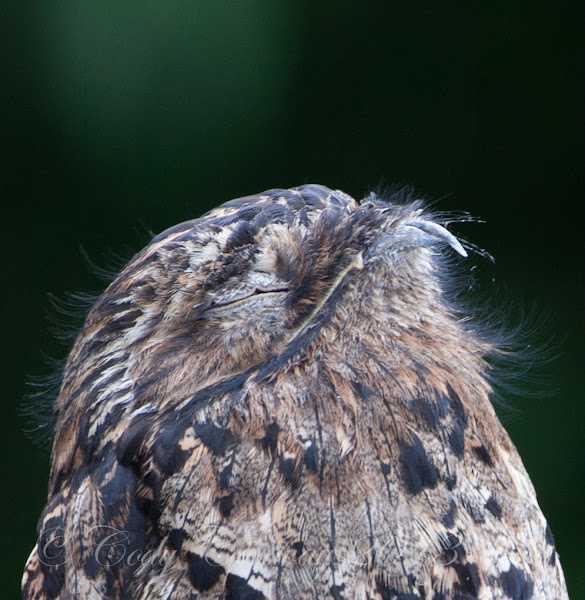 Common Potoo | Project Noah