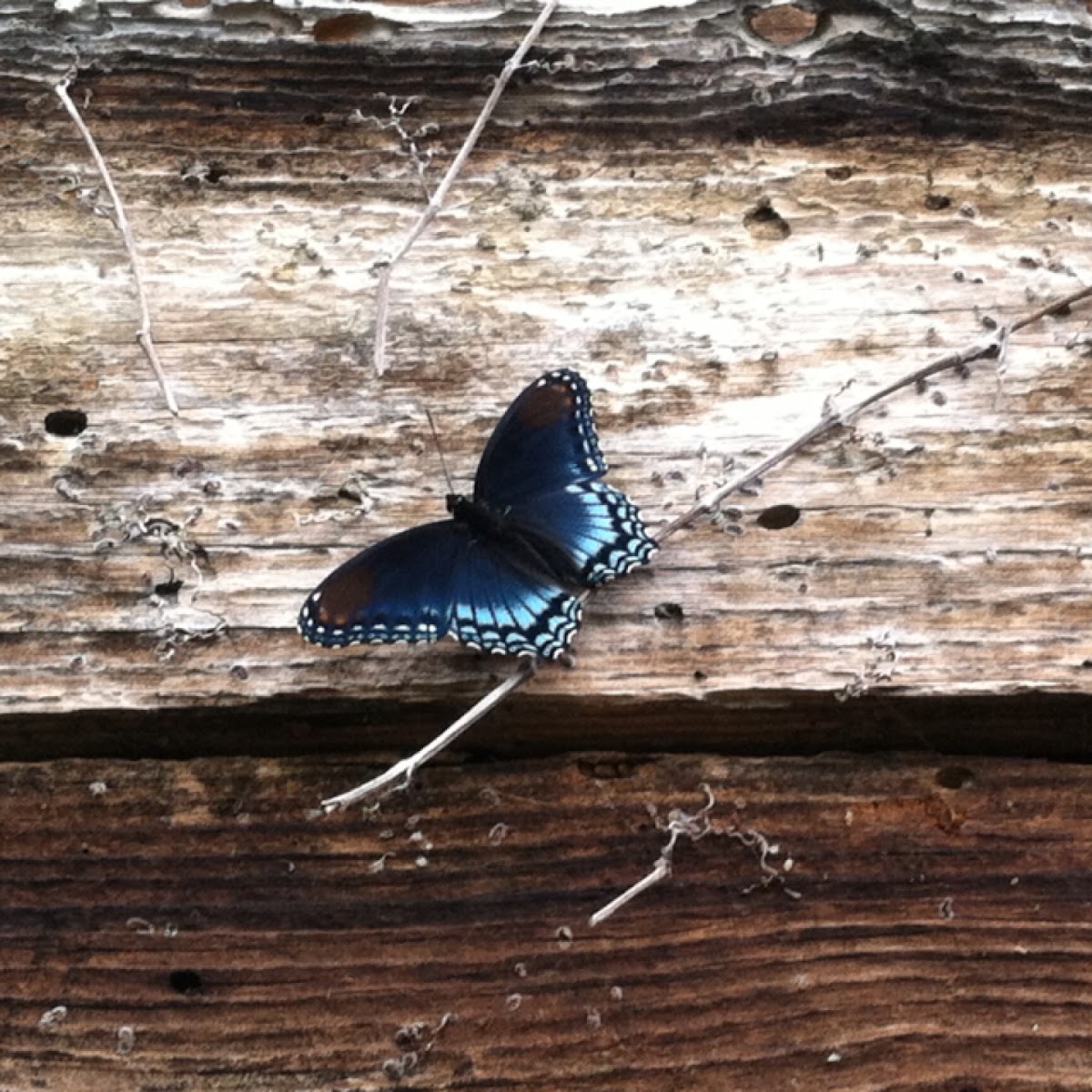 Red-spotted Purple | Project Noah