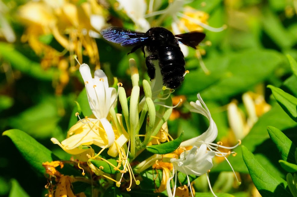 Violet carpenter bee, abejorro carpintero | Project Noah